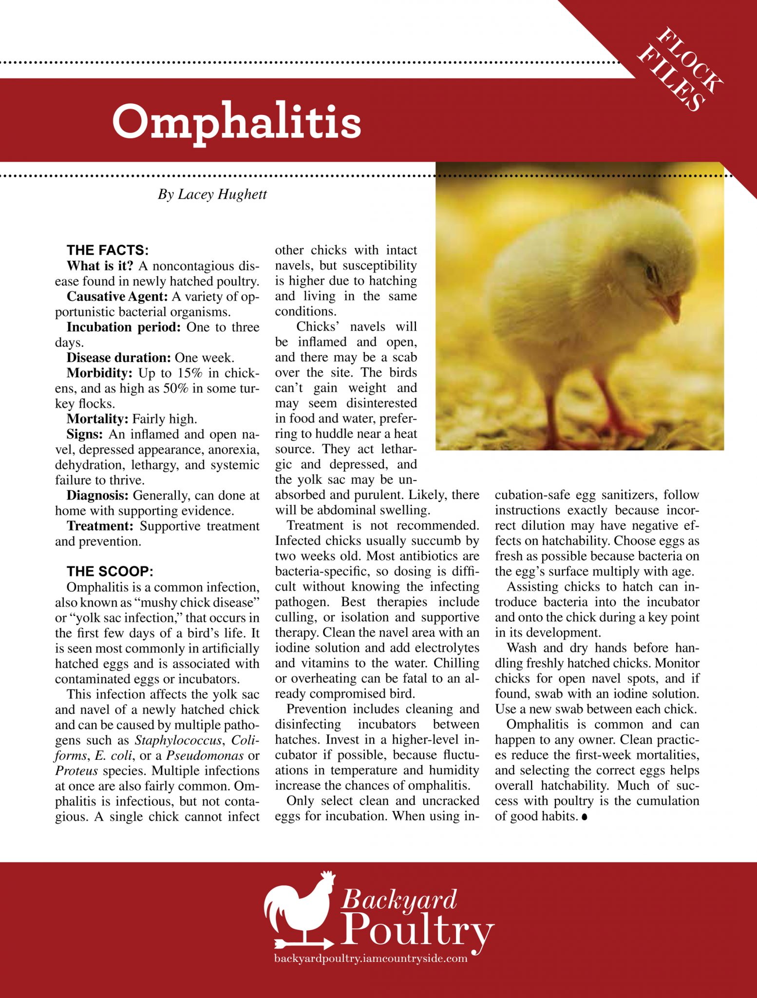Omphalitis - Backyard Poultry